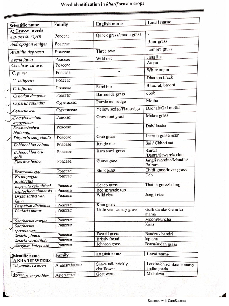 Weed Identification in Kharif Season Crops | PDF