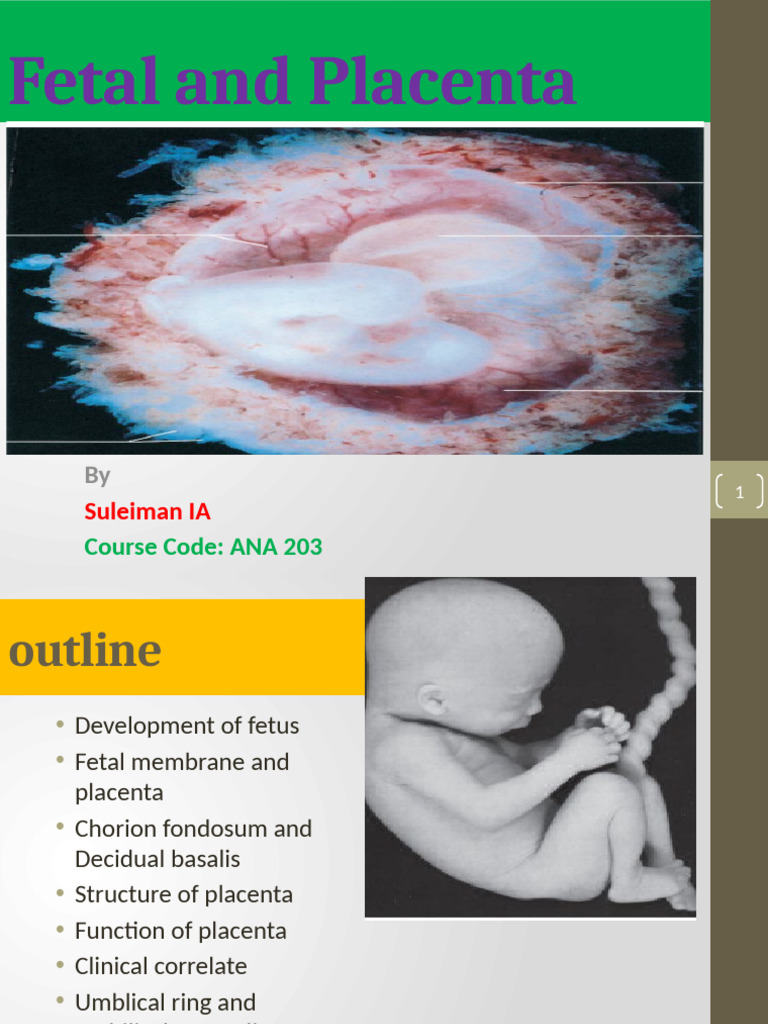 Placenta | PDF | Placenta | Fetus