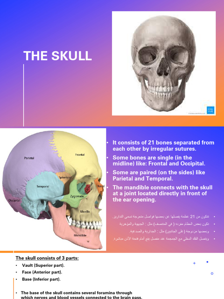 The Skull Pdf