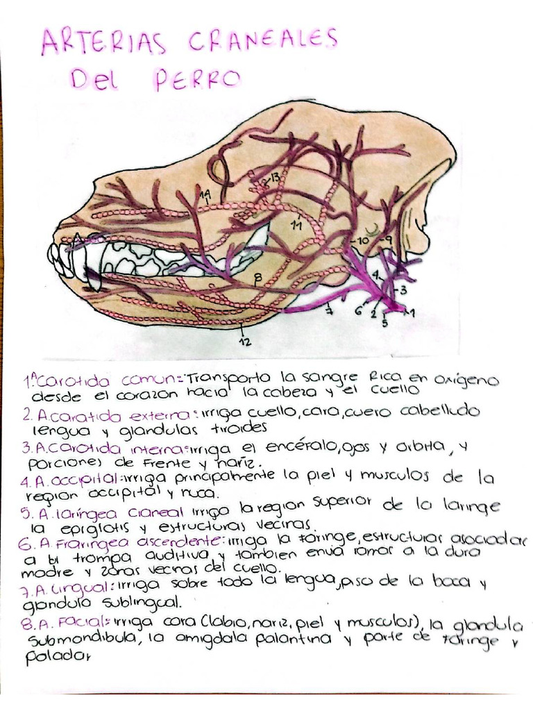 Arterias Craneales Taller de Morfo | PDF