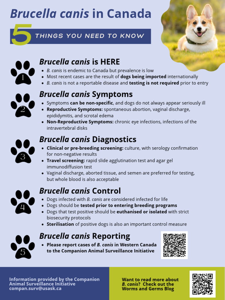 Brucella Canis Overview in Canada | PDF