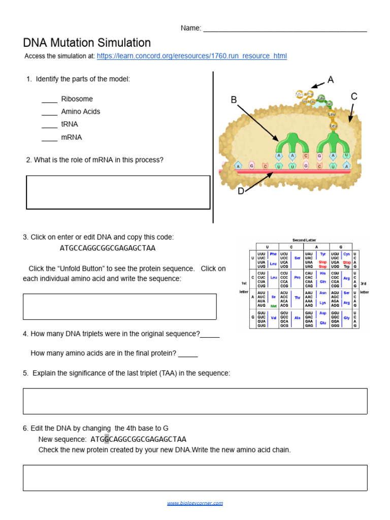 DNA Mutation Simulation Worksheet | PDF