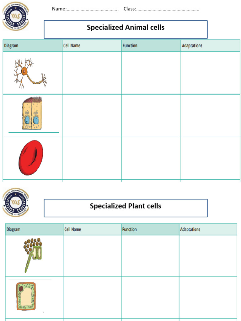 Specialised Animal Cells Worksheet | PDF