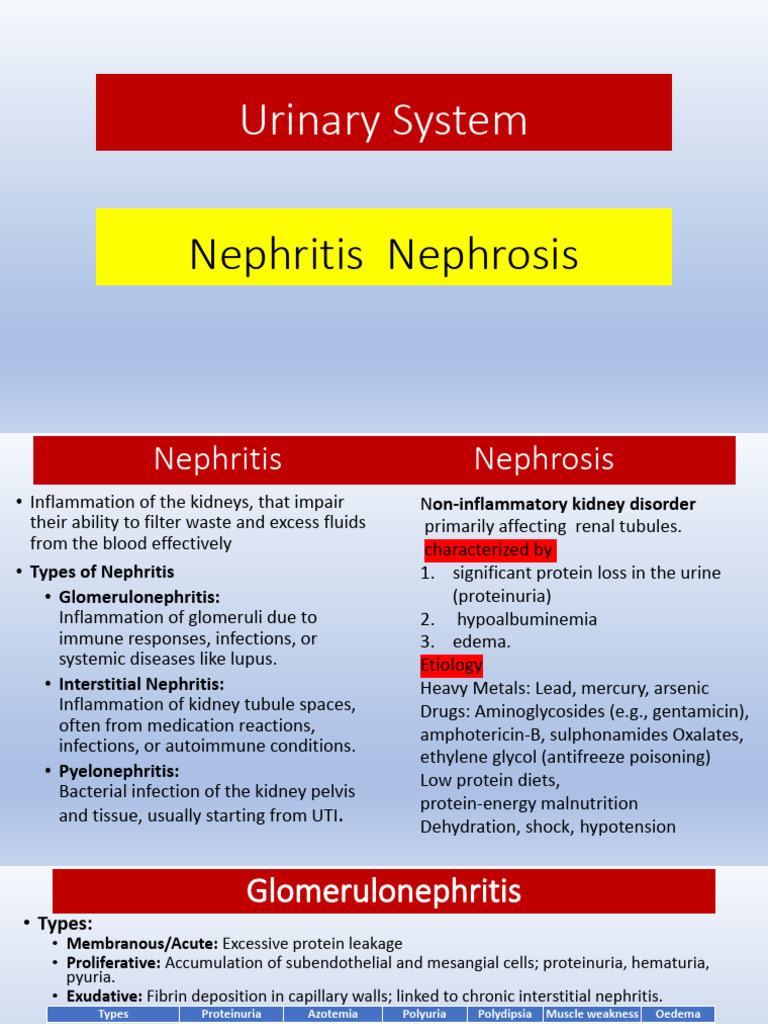 Urinary System Nephritis and Nephrosis | PDF | Kidney | Dehydration