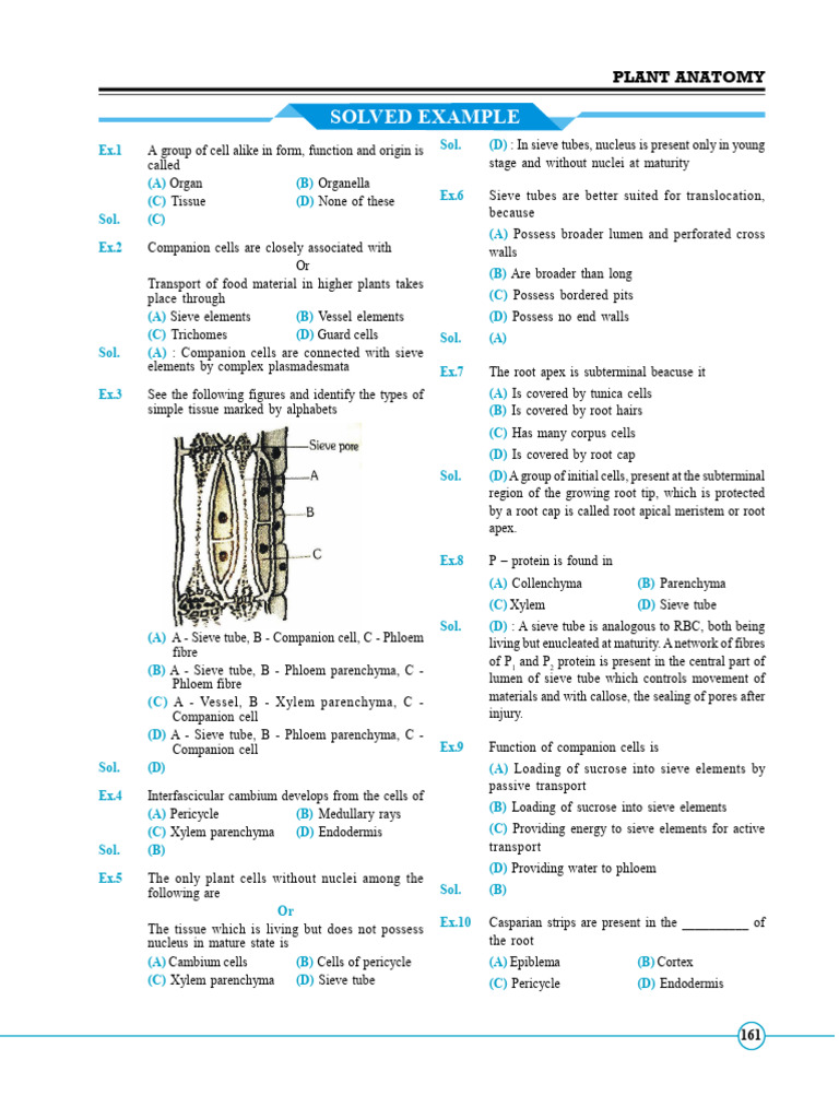 XI - Biology - Module - 2 - Plant Anatomy - Exercise | PDF | Plant Stem | Tissue (Biology)