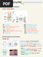 Maxillary Molars Anatomy Guide | PDF | Dentistry | Tooth
