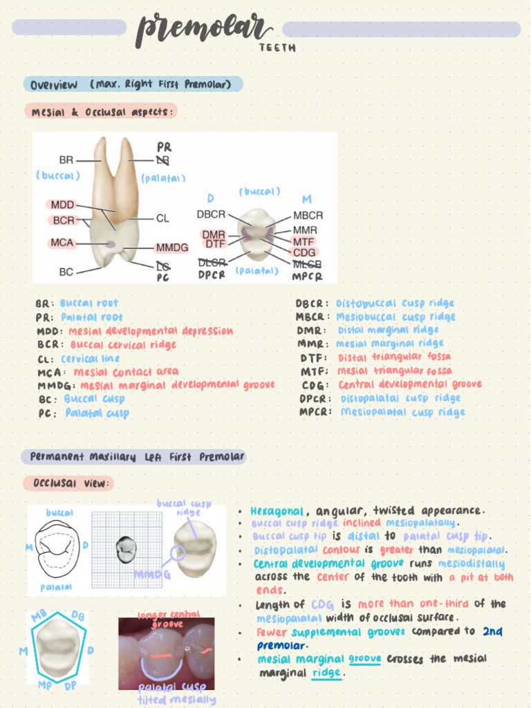 Premolar Teeth | PDF | Dental Anatomy | Tooth
