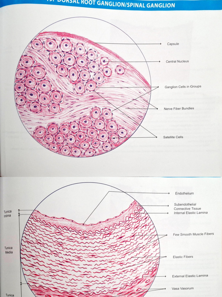 Histo Diagrams Pt.1 | PDF