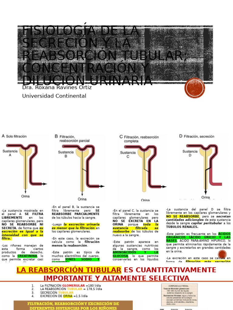 CLASE_SEMANA_10_REABSORCIÓN,_SECRECION_TUBULAR_CONCENTRACION_Y | PDF ...