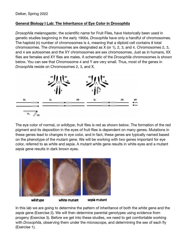 Inheritance Eye Color Drosophila Lab | PDF | P Value | Statistical ...