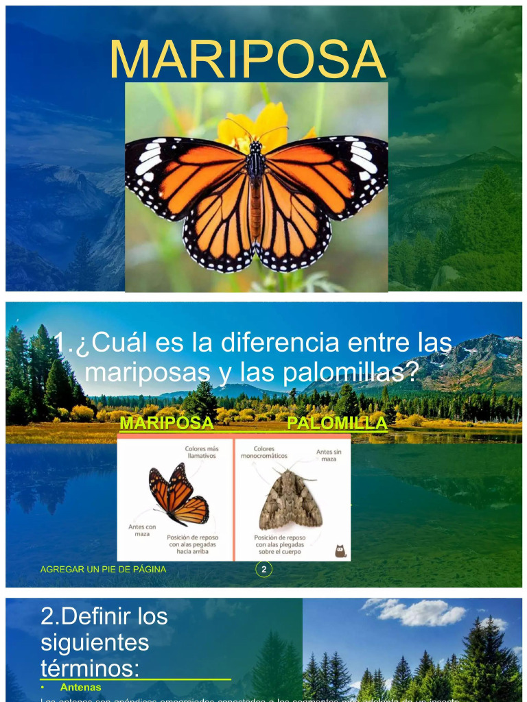 Presentación Especialidad Mariposas | PDF