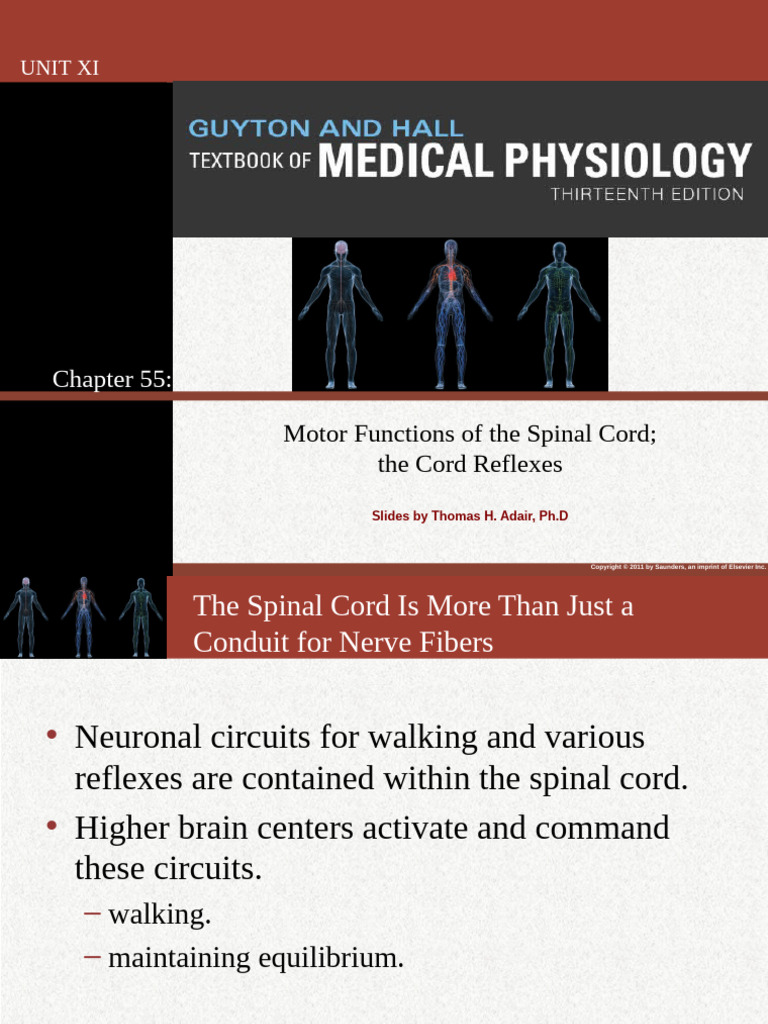 Motor Functions of The Spinal Cord, The Cord Reflexes | PDF | Motor Neuron | Skeletal Muscle