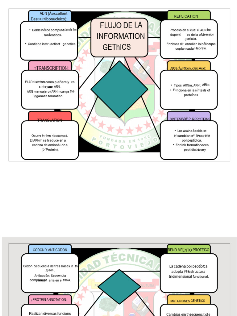 Graphic Organizer Genetic Information | PDF | Rna | Adn