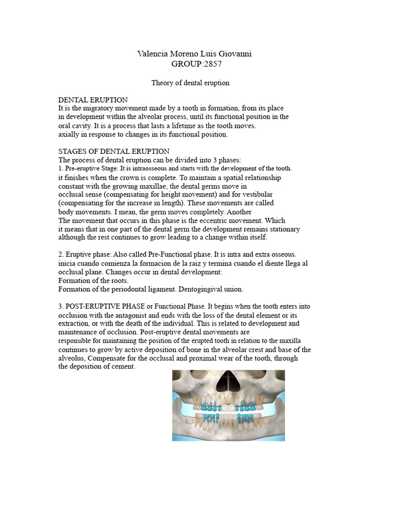 Tooth eruption theory | PDF | Human Tooth | Periodontology