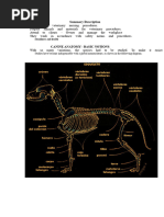 Dog Anatomy and Dissection Guide | PDF
