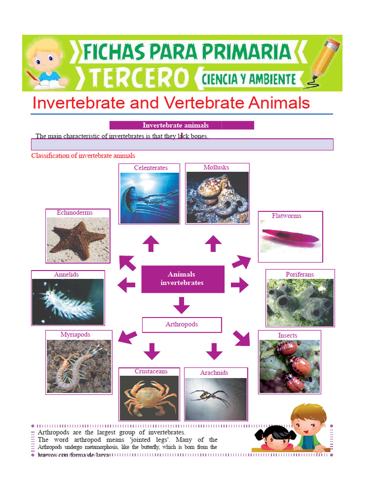 Animals Invertebrates and Vertebrates For Third Grade | PDF ...