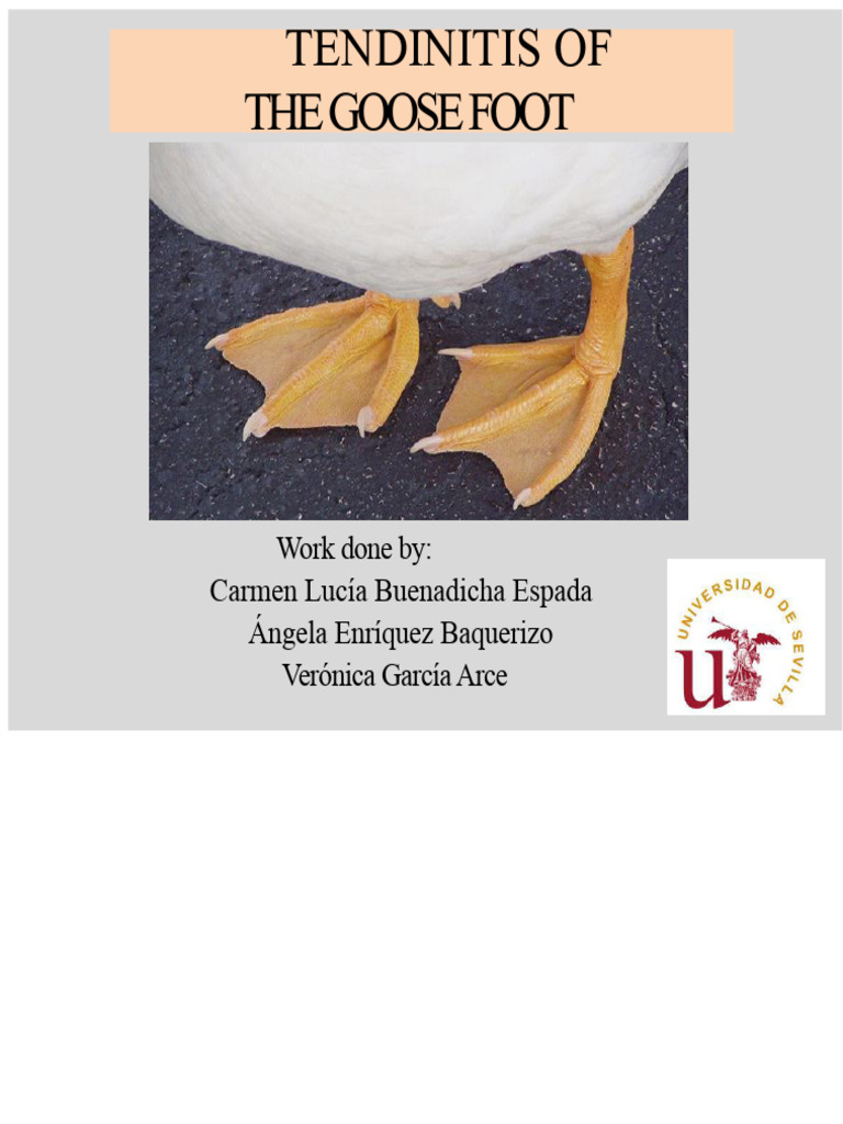 Understanding Goose Foot Tendinitis | PDF | Knee | Anatomical Terms Of ...