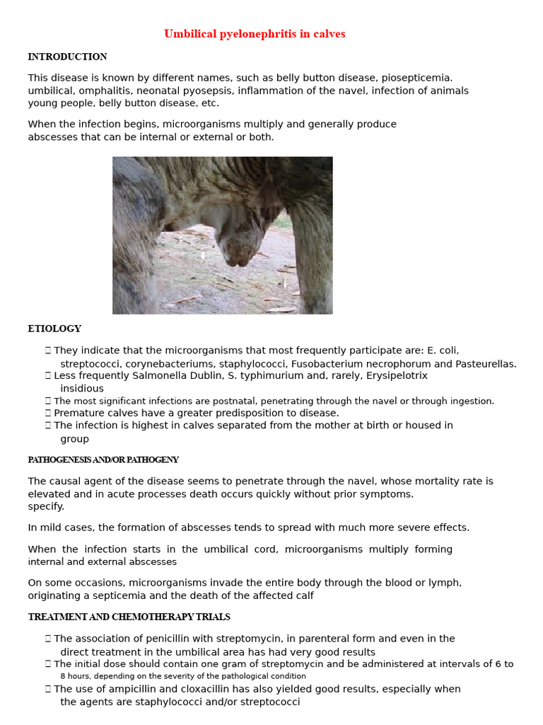 Umbilical Pyelonephritis in Calves Explained | PDF | Infection ...