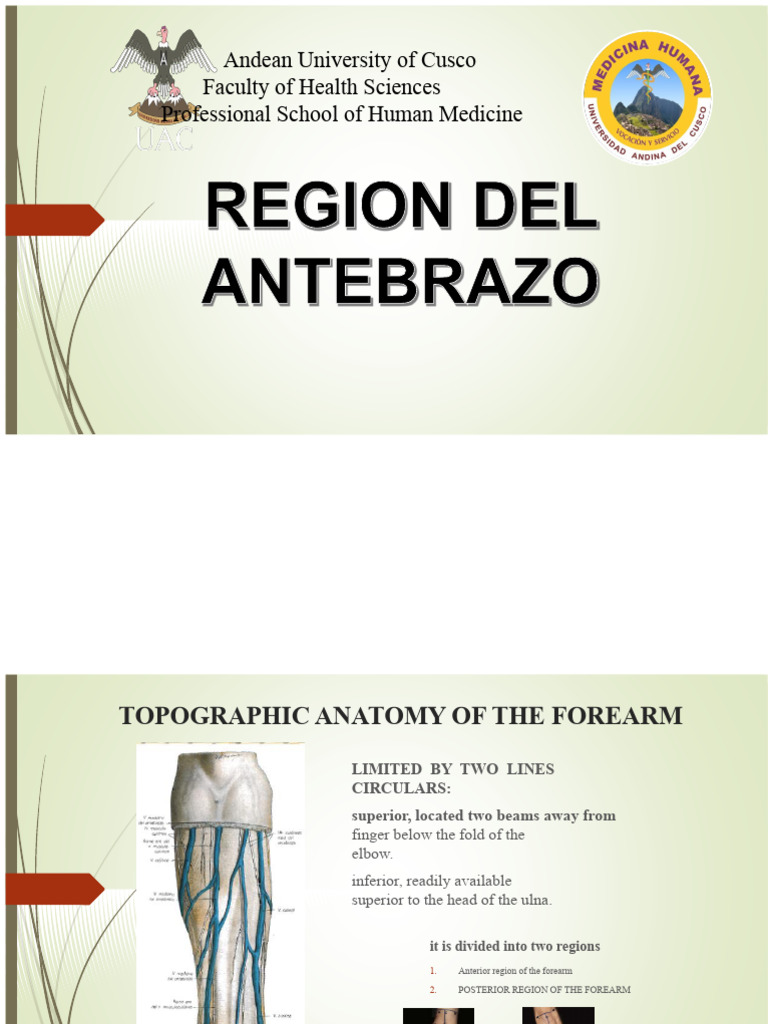 FOREARM SLIDES 2 | PDF | Thumb | Hand