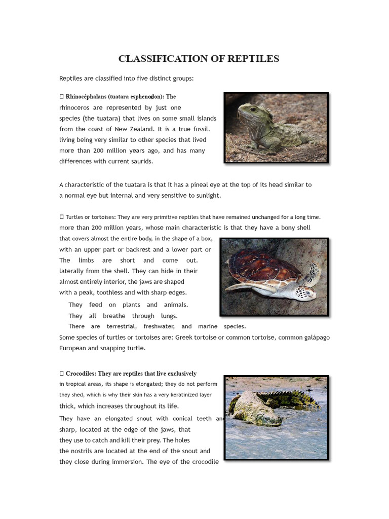 Classification of Reptiles Explained | PDF | Snake | Reptile