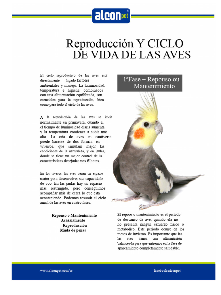 Reproducción y Ciclo de Vida de Las Aves PDF | PDF | Aves | Reproducción