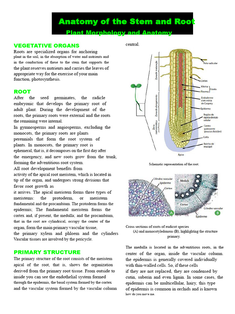 Stem and Root Anatomy Overview | PDF | Plant Stem | Root