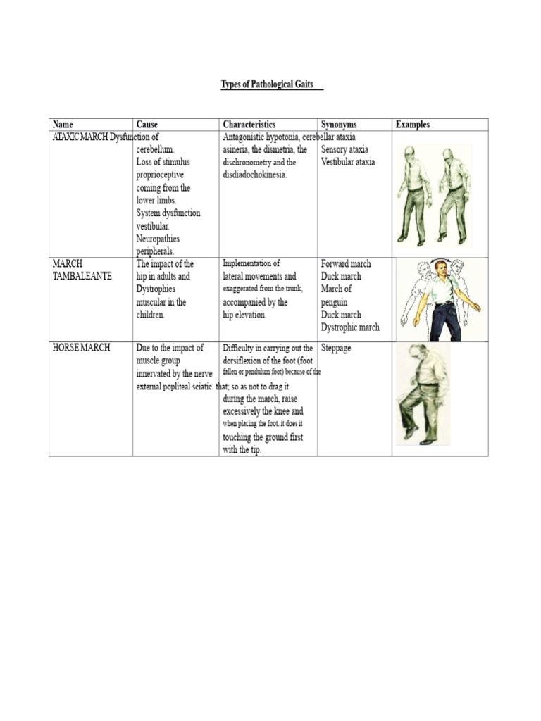 Understanding Pathological Gaits | PDF | Musculoskeletal System | Human ...