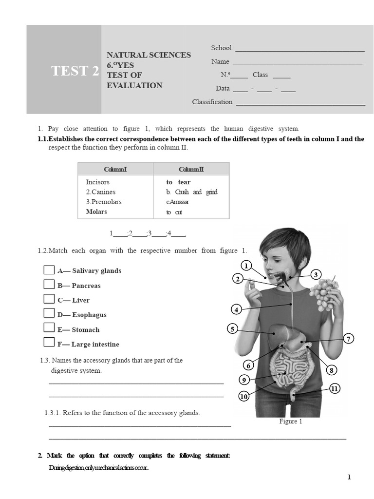 digestive system test | PDF | Digestion | Human Digestive System