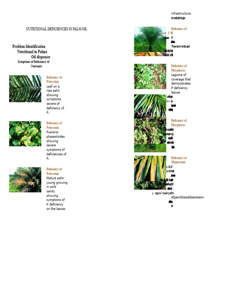 Nutritional Deficiencies in Palm Oil | PDF | Plant Nutrition | Physical ...