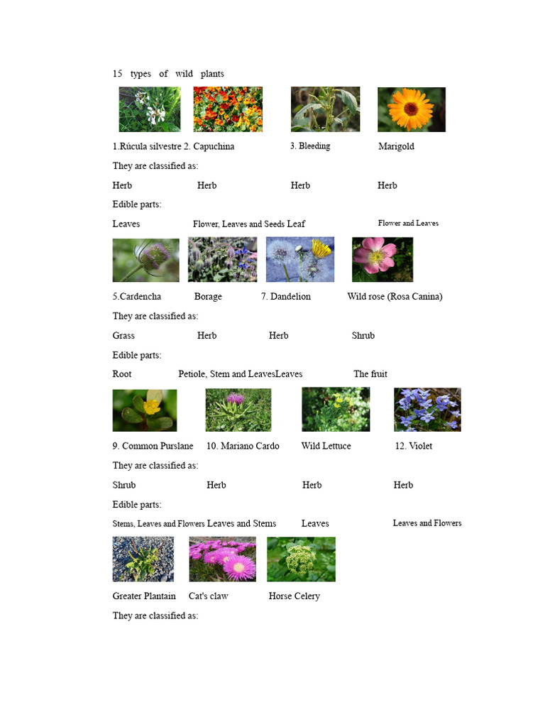 Specialty Edible Wild Plants | PDF | Leaf | Fruit