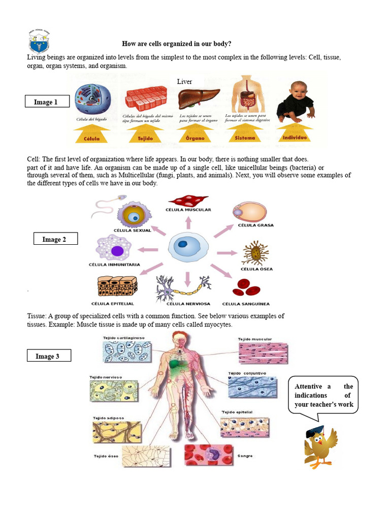 How are cells organized in our body? | PDF