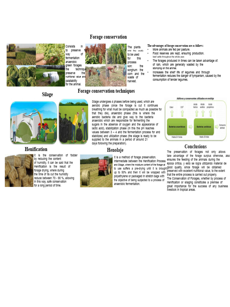 Forage Conservation Techniques Explained | PDF | Agriculture