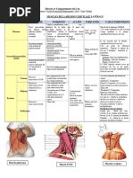 Anatomie du Muscle Sterno-Cléido-Mastoïdien | PDF | Cou | Artère ...