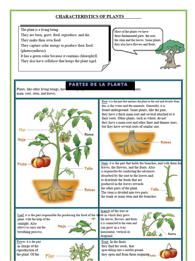 Key Characteristics of Plants | PDF | Plants | Leaf