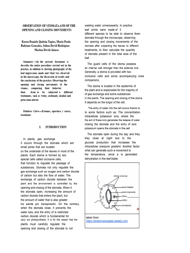 Observation of Stomata and Opening and Closing Movements | PDF | Stoma ...