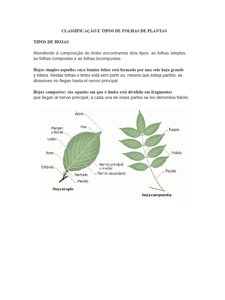 Tipos e Classificação de Folhas de Plantas | PDF