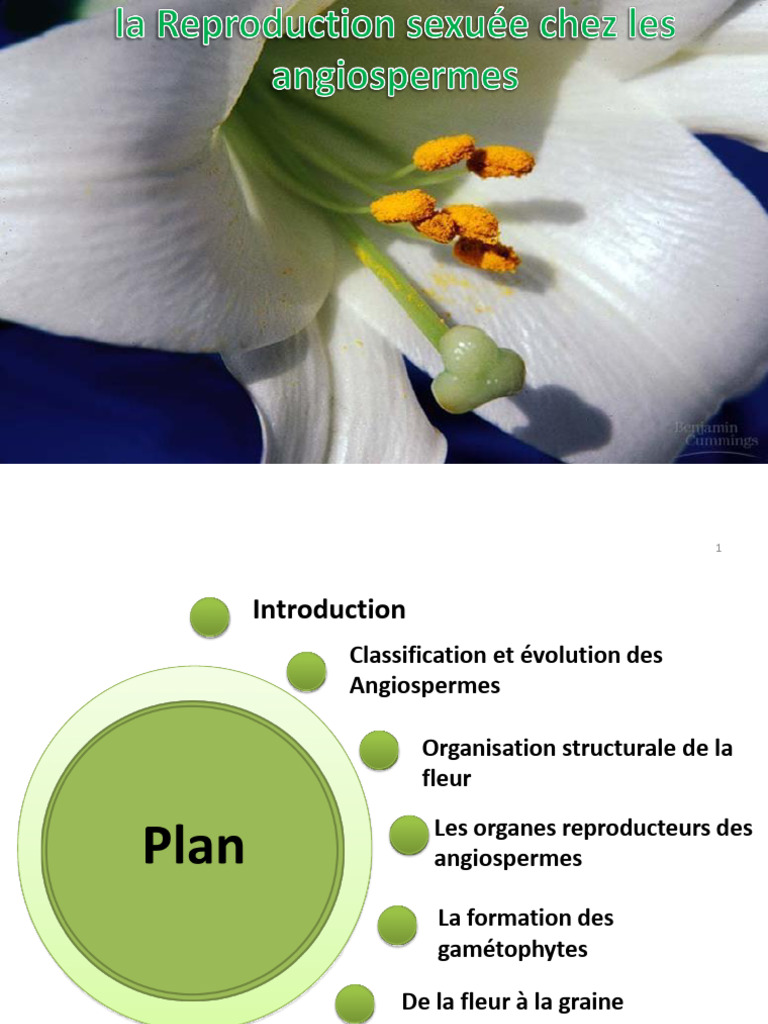Classification et développement des angiospermes | PDF | Graine | Fleurs