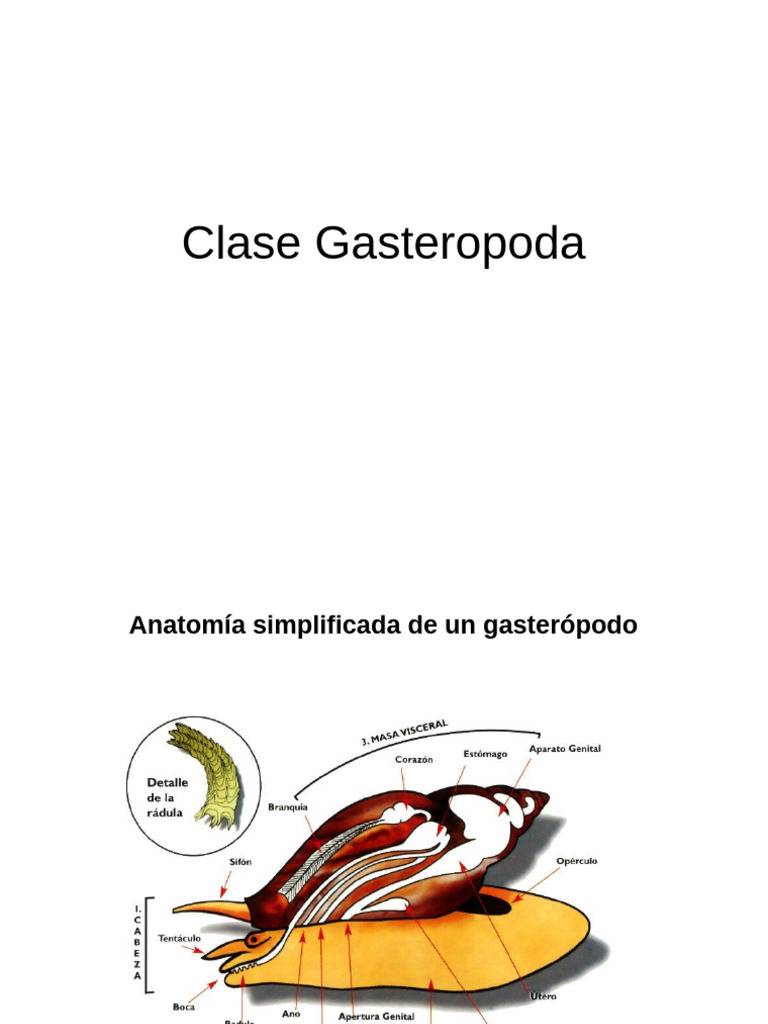 Anatomía y partes de gasterópodos | PDF