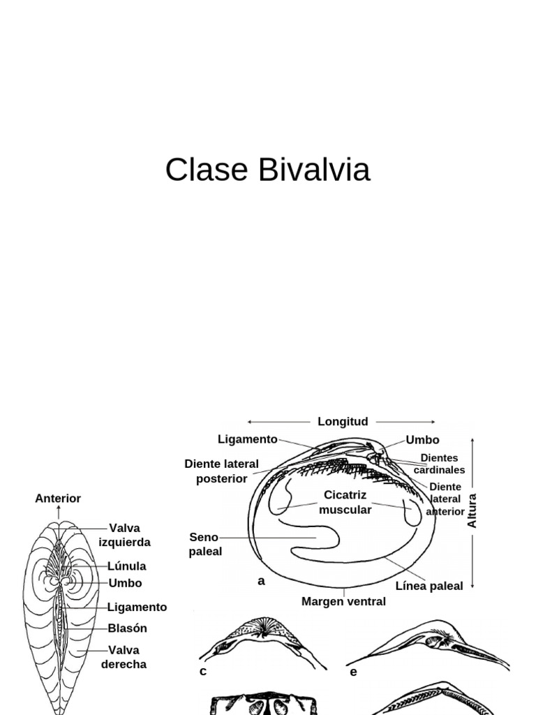 Clase Bivalvia | PDF