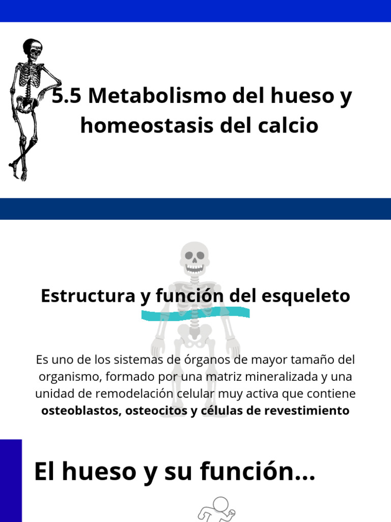 5.5 Metabolismo Del Hueso y Homeostasis Del Calcio | PDF | Hueso | La ...