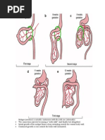 Aaos Rom Values | PDF | Anatomical Terms Of Motion | Limbs (Anatomy)