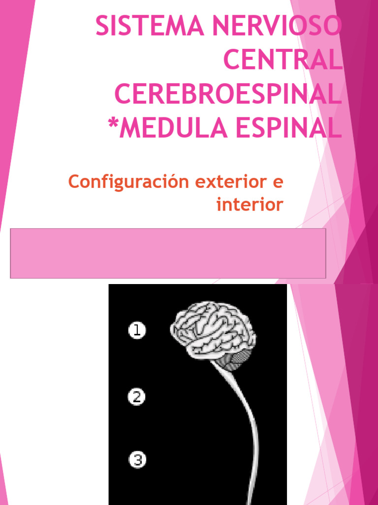 MacroPDF de La Conchuda de Anatomía | PDF | Laringe | Sistema circulatorio