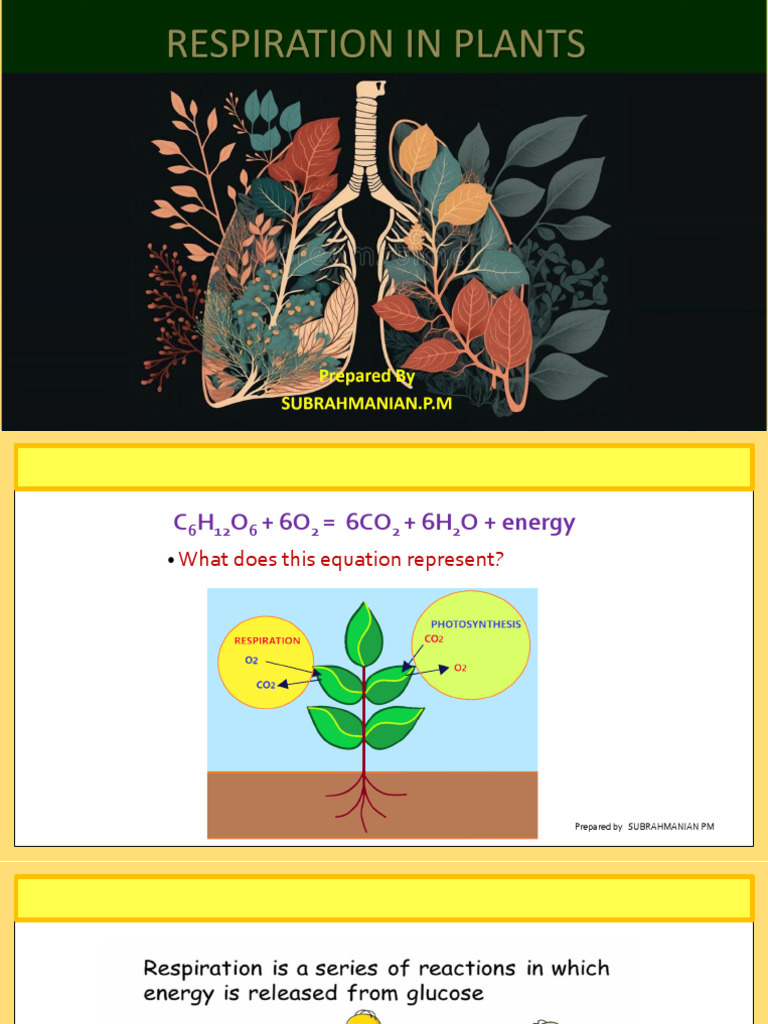 10. RESPIRATION IN PLANTS PPT 2024 | PDF | Cellular Respiration ...