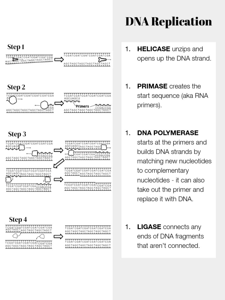 Notes Dna Structure Replication Pdf