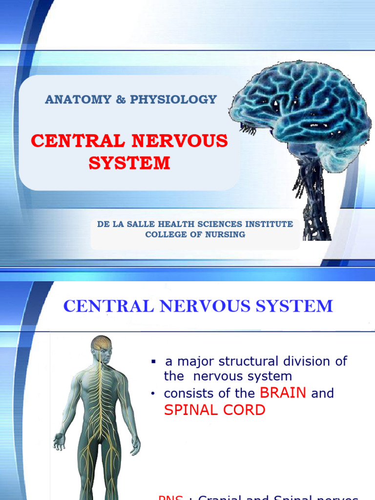 Overview of the Central Nervous System | PDF | Brainstem | Central ...