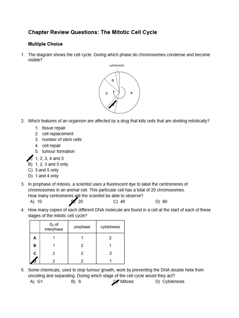 1762412923-Chapter Review Questions - The Mitotic Cell Cycle | PDF ...