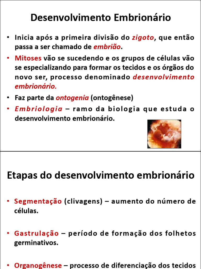 Etapas do Desenvolvimento Embrionário | PDF | Embrião | Ovo