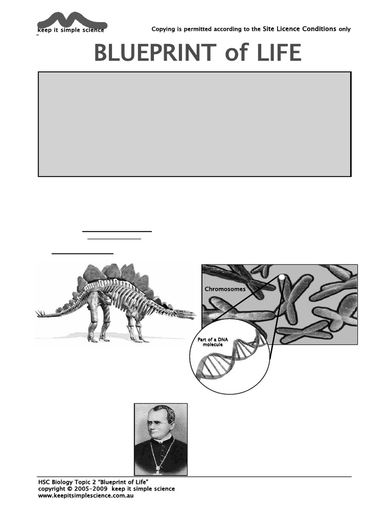 HSC Biology: Blueprint of Life Overview | PDF | Genetics | Evolution