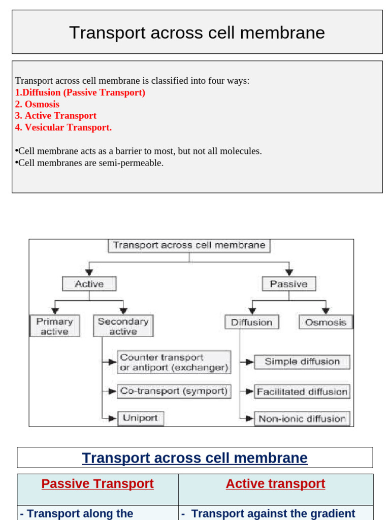 Transport - Cell Memrane. | PDF | Vesicle (Biology And Chemistry ...