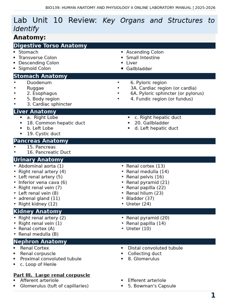 BIO 139 Lab Practical 10 Key Terms List | PDF | Stomach | Kidney